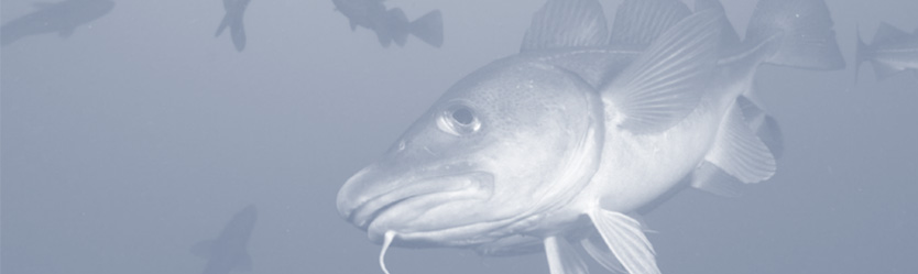 The cod project | University of Akureyri