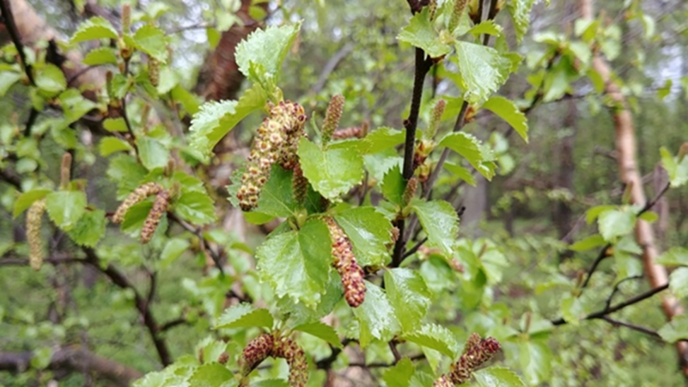 Birch Genomics | University of Akureyri