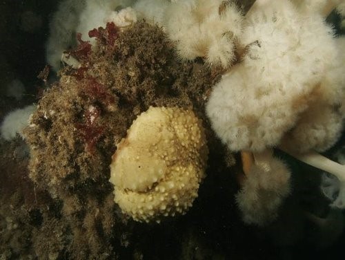 Antimicrobial activity from marine bacteria in the arctic and sub ...